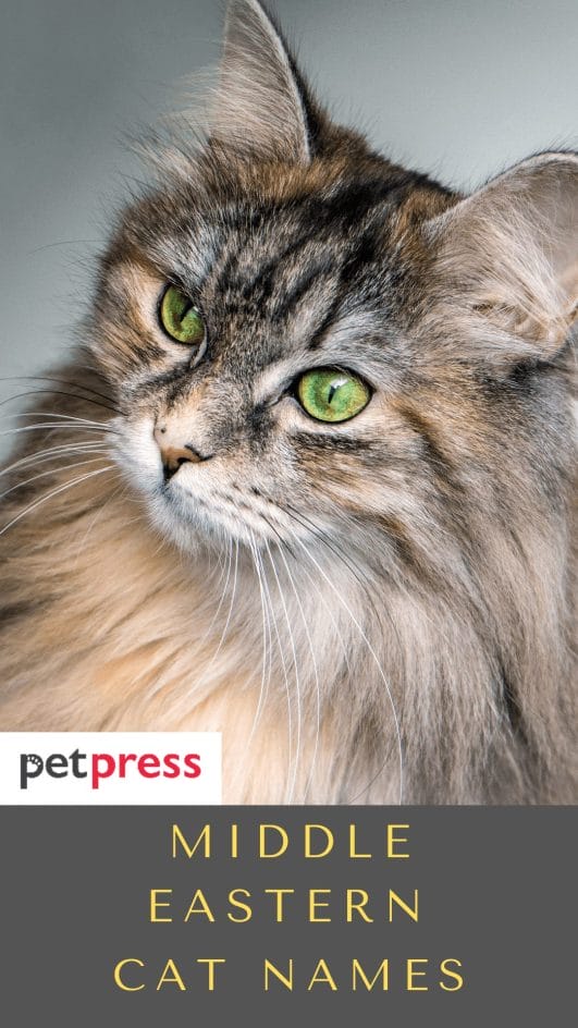 60 Best Middle Eastern Cat Names For You Cute Feline Friend