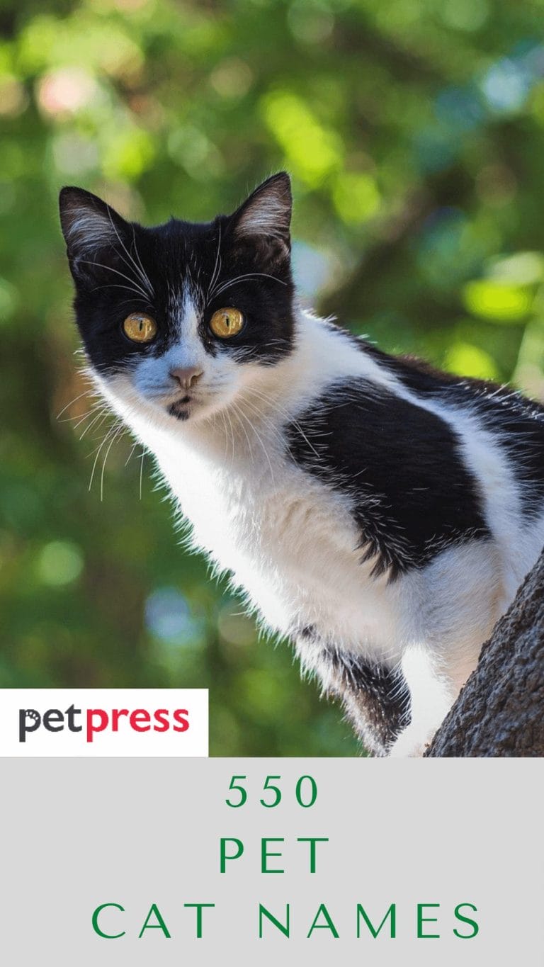 550 Complete Pet Cat Names - Best Cat Name Ideas For Your Kitten