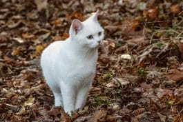 330+ Random Cat Names - Unique Cat Name Ideas For Any Kind Of Cat