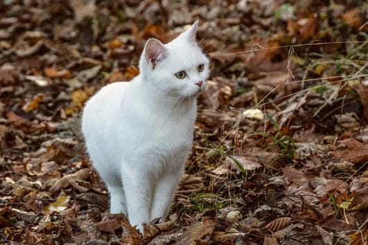 330+ Random Cat Names - Unique Cat Name Ideas For Any Kind Of Cat