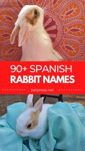 The Ultimate List of 90+ Best Spanish Rabbit Names