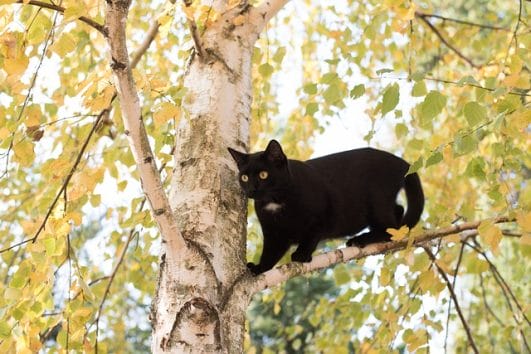 100 Best Weather Inspired Cat Names For Your Feline Friend