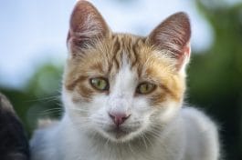 60 Best Middle Eastern Cat Names For You Cute Feline Friend
