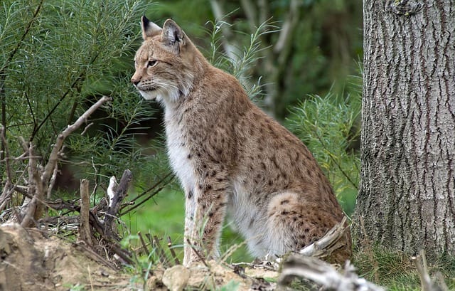 150+ Best Lynx Cat Names For Your Rare Lynx Breed Kitten