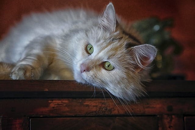 90+ Vietnamese Cat Names - Unique Name Ideas For Your Kitten