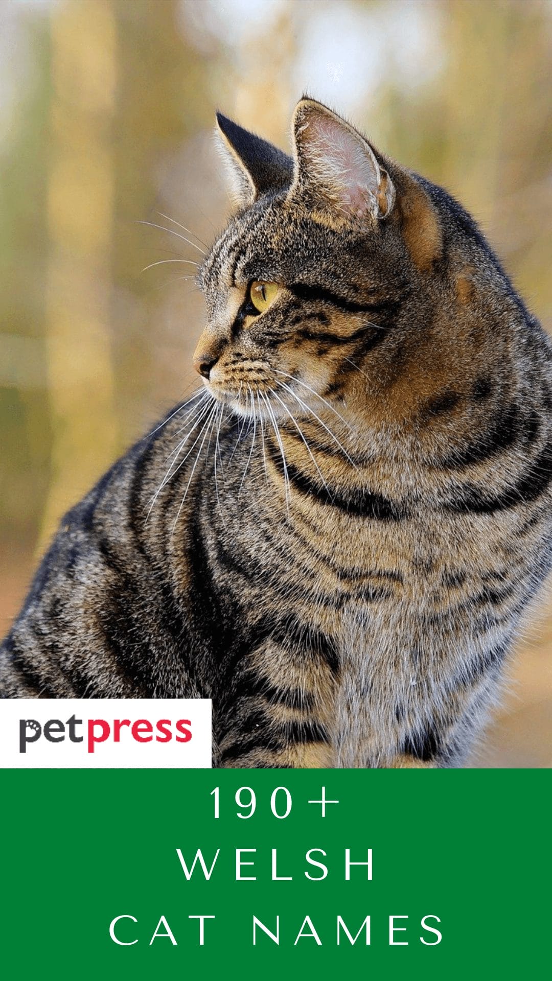 190+ Enchanting Welsh Cat Names Steeped in Myth and Magic