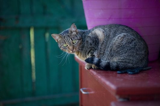 190+ Enchanting Welsh Cat Names Steeped in Myth and Magic
