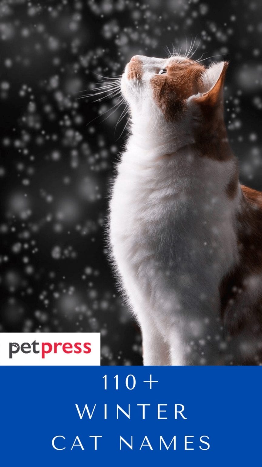 110+ Best Winter Inspired Cat Names For Your Cold Kitten