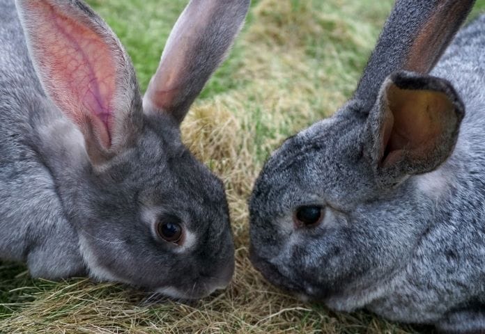 150+ Grey Rabbit Names - List of Popular Name Ideas For Grey Rabbits