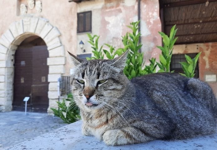 200+ Italian Food Cat Names: Cat Names Inspired by Italian Food