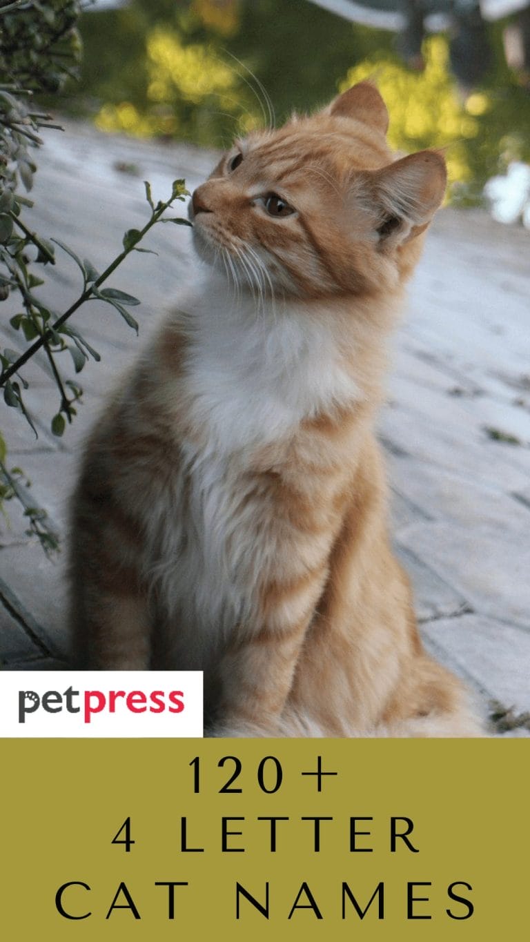 120+ Four Letter Cat Names For Both Male And Female Feline Friend