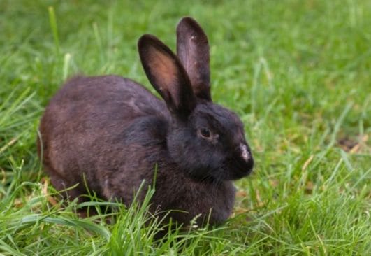 Black Rabbit Names: 350+ Names for Male and Female Black Rabbits