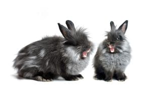 Black Rabbit Names: 350+ Names for Male and Female Black Rabbits