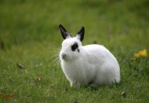 300+ Rabbit Names By Color - Names For Rabbits Based On Color