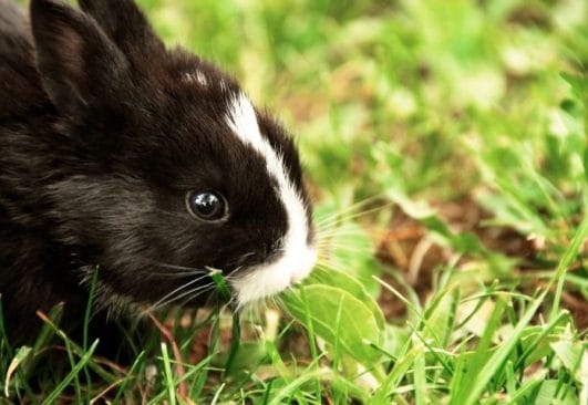 Black Rabbit Names: 350+ Names for Male and Female Black Rabbits