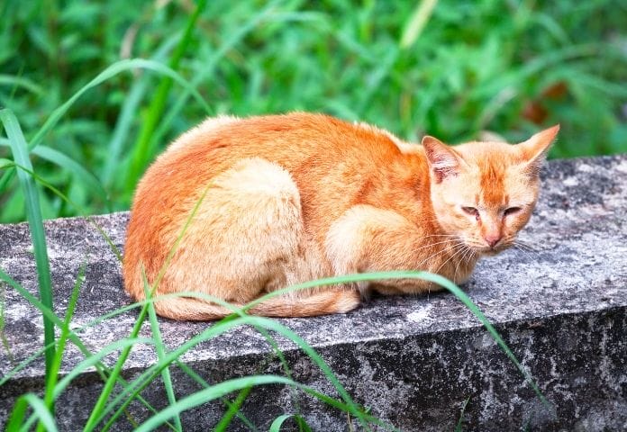 Top 200+ Malay Cat Names: Meanings of Malaysia's Popular Cat Names