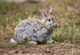 150+ Grey Rabbit Names - List of Popular Name Ideas For Grey Rabbits