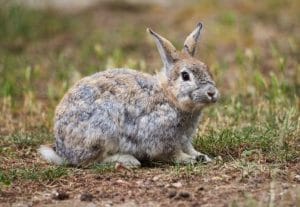 150+ Grey Rabbit Names - List of Popular Name Ideas For Grey Rabbits