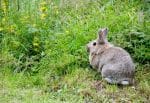 150+ Grey Rabbit Names - List of Popular Name Ideas For Grey Rabbits
