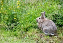 150+ Grey Rabbit Names - List of Popular Name Ideas For Grey Rabbits
