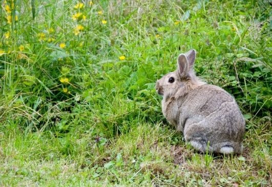 150+ Grey Rabbit Names - List of Popular Name Ideas For Grey Rabbits