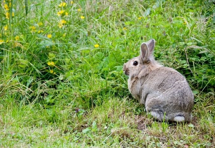150+ Grey Rabbit Names - List of Popular Name Ideas For Grey Rabbits
