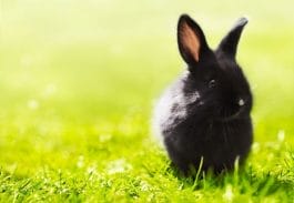 Black Rabbit Names: 350+ Names for Male and Female Black Rabbits