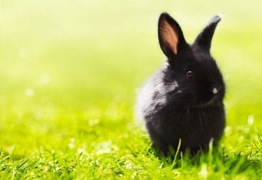 Black Rabbit Names: 350+ Names for Male and Female Black Rabbits