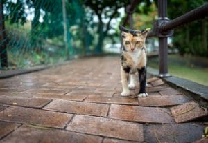 Top 200+ Malay Cat Names: Meanings of Malaysia's Popular Cat Names
