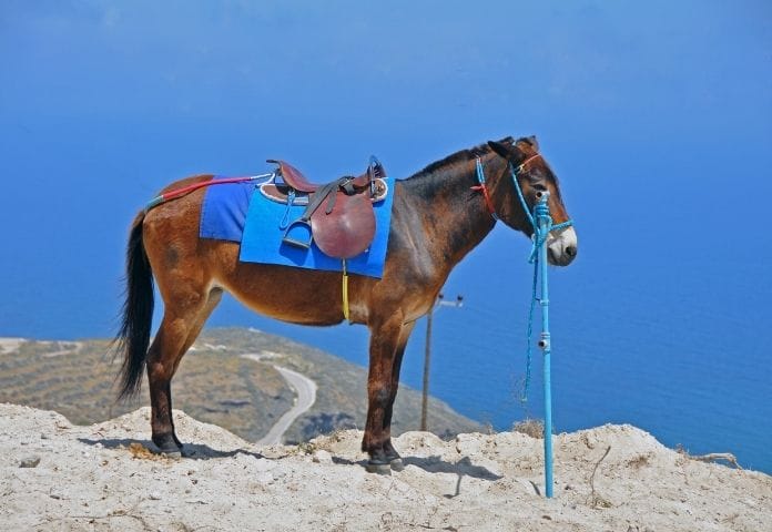 Greek Horse Names: List of 100+ Greek Mythology-Inspired Names