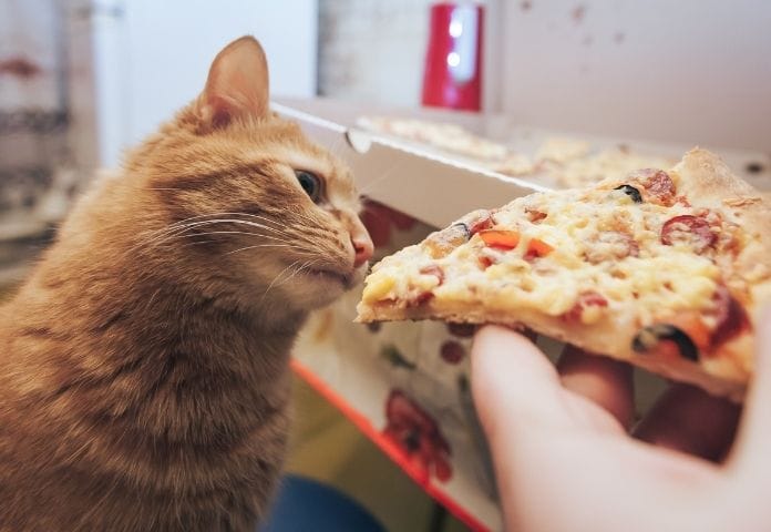 200+ Italian Food Cat Names: Cat Names Inspired by Italian Food