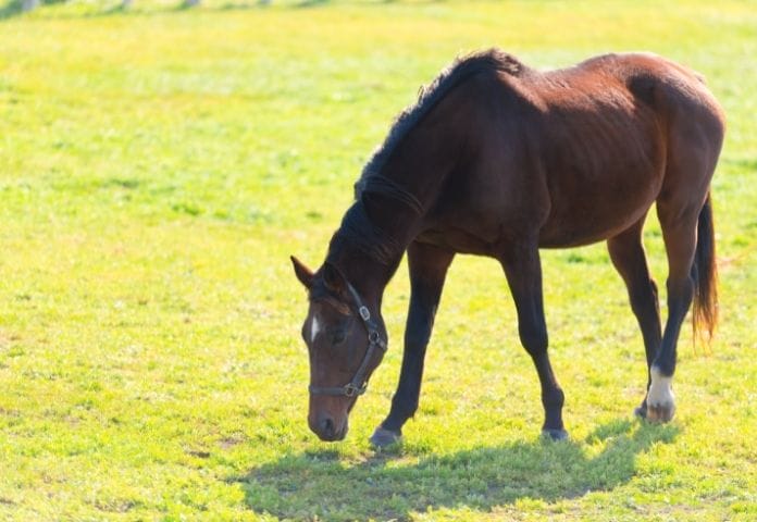 100 Amazing Japanese Horse Names And Their Meanings 100-amazing-japanese-horse-names-and-their-meanings