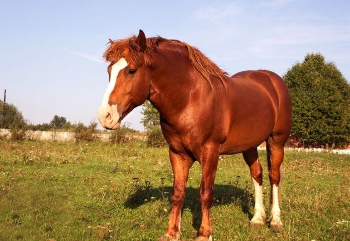 100+ Nature-inspired Horse Names for Your Male or Female Horse