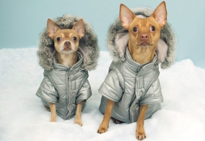 Top 10 Best Dog Coats for Your Pet This Winter Season