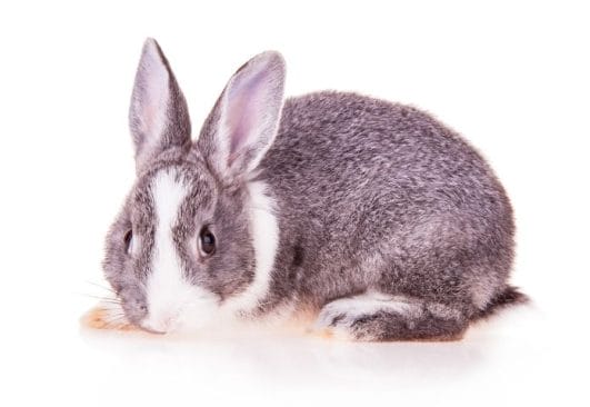 150+ Grey Rabbit Names - List of Popular Name Ideas For Grey Rabbits