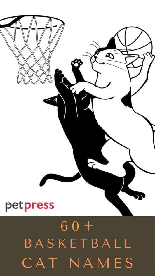60+ Basketball Inspired Cat Names For Your Cute Kitten