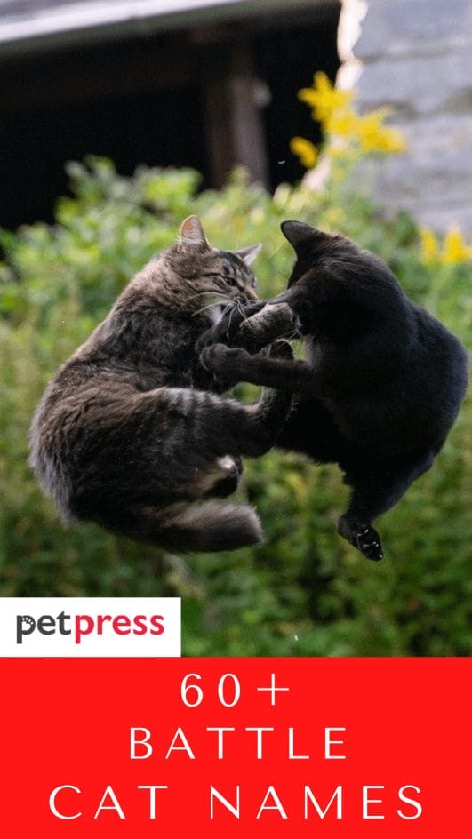 60+ Battle Inspired Cat Names - Unique Name Ideas For Your Kitten