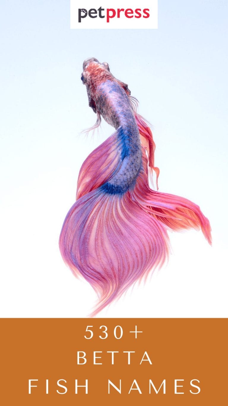 530+ Best Pet Betta Fish Names - Complete Betta Fish Name Ideas