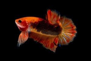 220+ Best Orange Fish Names For Your Orange Pet Fish