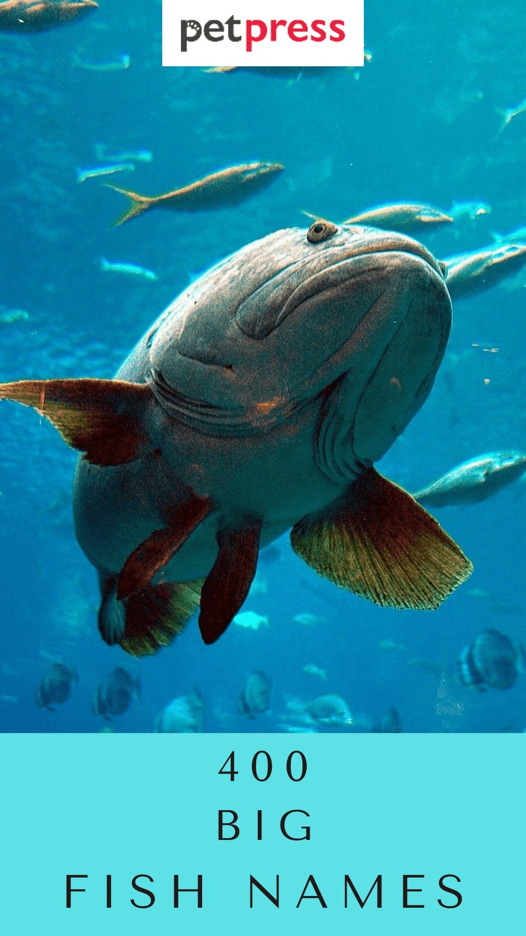 400 Big Fish Names - Tough Name Ideas For Your Pet Big Fish