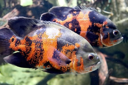 220+ Best Orange Fish Names For Your Orange Pet Fish