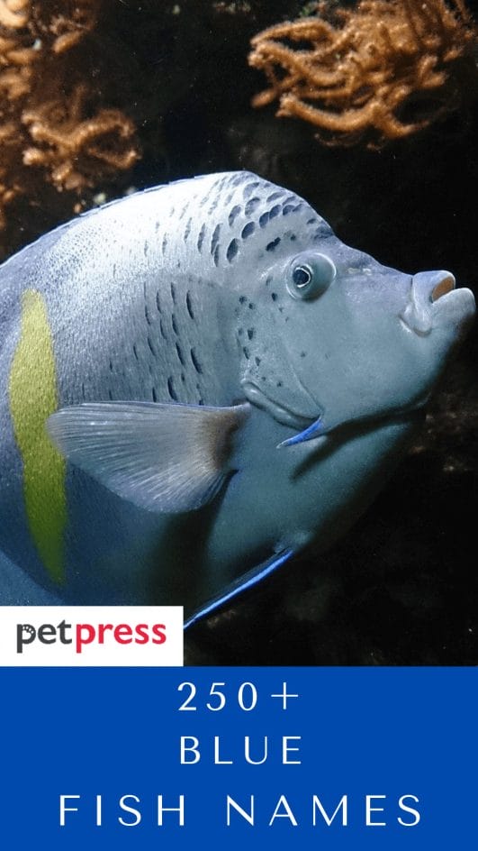 250+ Best Blue Fish Names - Complete Name Ideas For Your Blue Fish