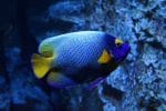 250+ Best Blue Fish Names - Complete Name Ideas For Your Blue Fish