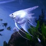 250+ Best Blue Fish Names - Complete Name Ideas For Your Blue Fish