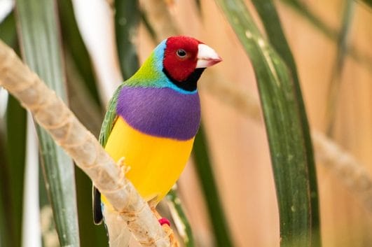 120+ Best Exotic Bird Names To Name Your Exotic Feather Friend