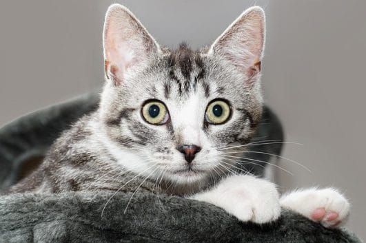 230+ One Syllable Cat Names For Both Male And Female Kitten