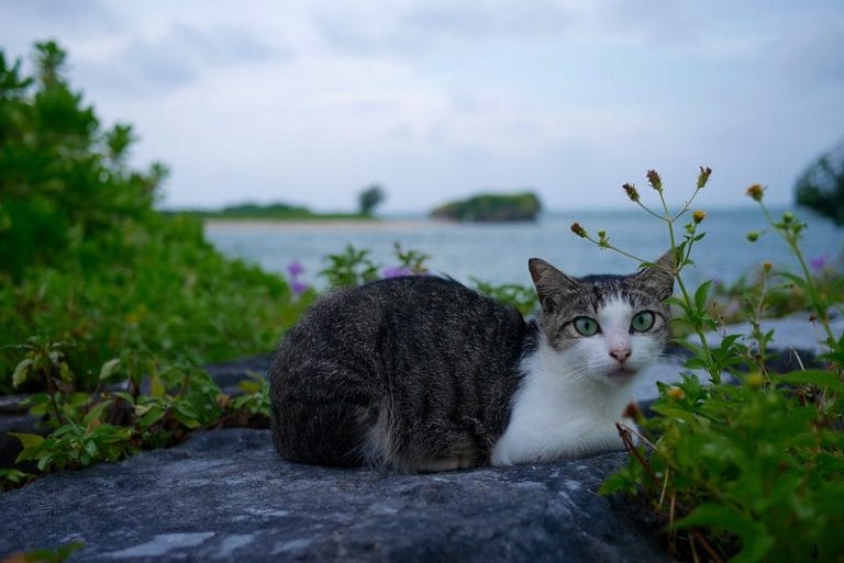 110+ Saltwater Cat Names - Sea And Ocean Inspired Name Ideas