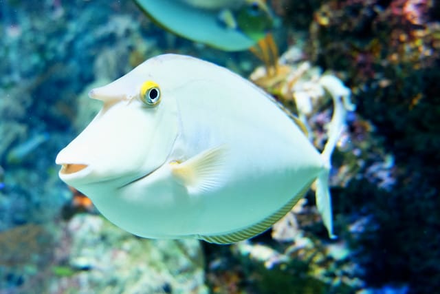 180+ Best White Fish Names For Both Male And Female Pet Fish