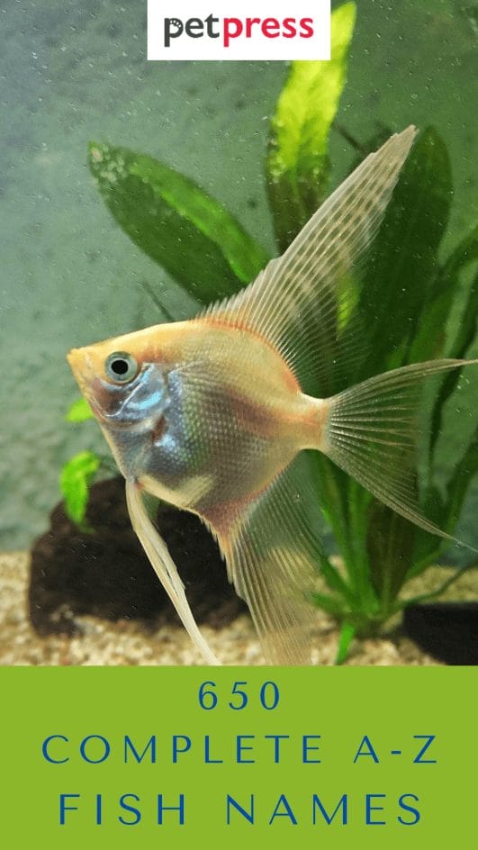 650 Fish Names A to Z - Complete Fish Name Ideas For Your Pet Fishes
