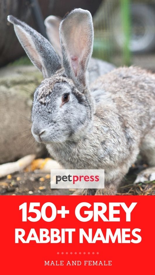 150+ Grey Rabbit Names - List of Popular Name Ideas For Grey Rabbits